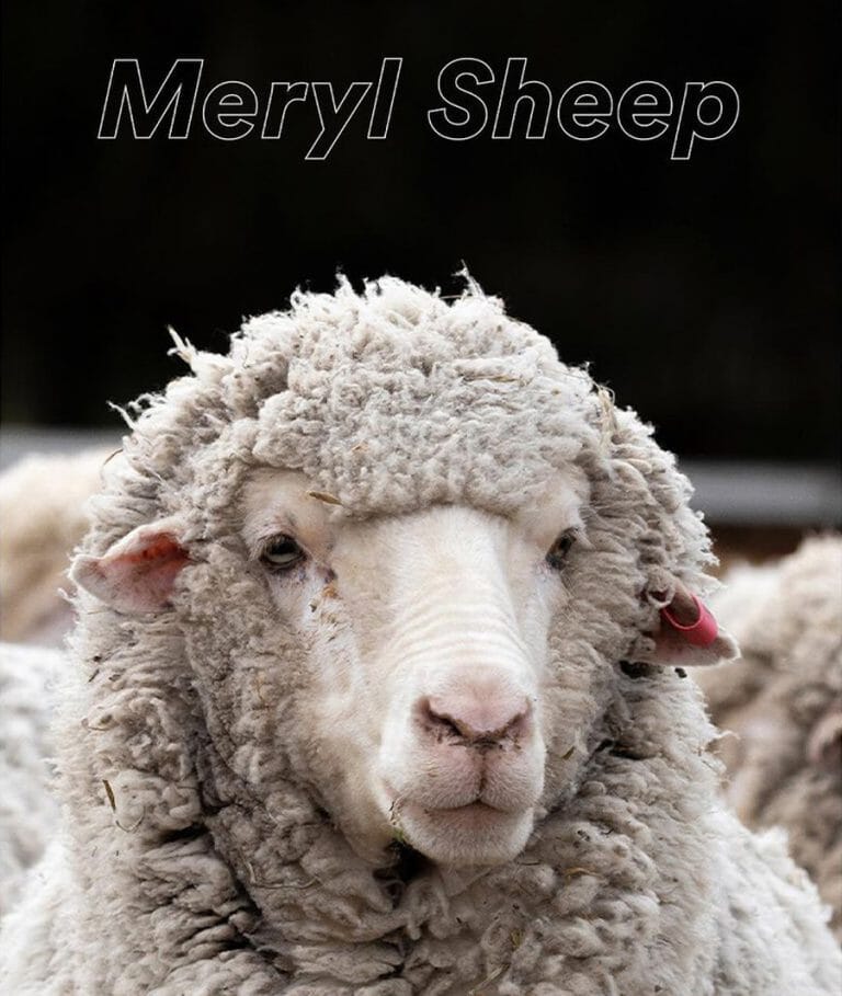 Sheep Inc: The knitwear brand that promises a sheep with every sweater ...